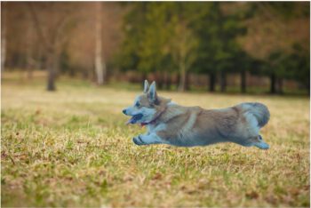 Image Data Augmentation for Computer Vision (2024 Guide) - viso.ai